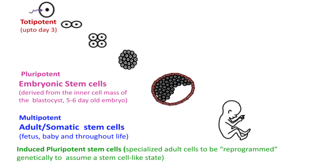 Biotechnology - Stem Cells - Civilsdaily