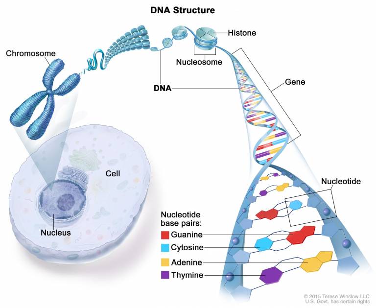 Biotechnology - Basics of Cell, Nucleus, Chromosomes, DNA, RNA, Genes ...