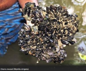 Specie in news: Charru mussel (Mytella strigata) - Civilsdaily