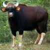 Species in news: Indian Gaur - Civilsdaily