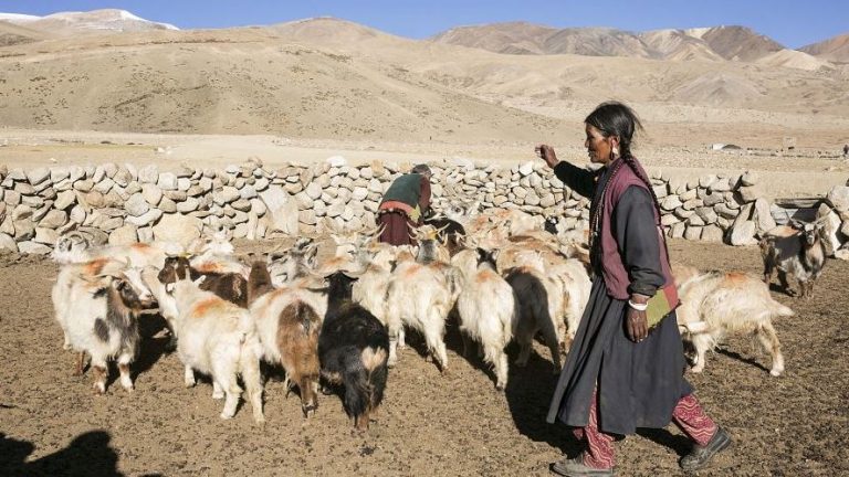 Tribes in news: Changpa Tribe - Civilsdaily