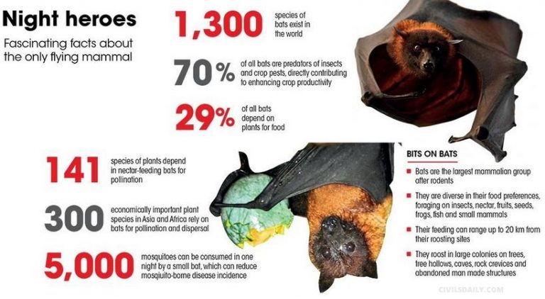 Bats and their Ecological Significance - Civilsdaily