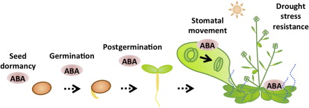Seeds, Pesticides and Mechanization – HYV, Indian Seed Congress, etc ...