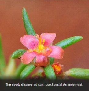 New Species of Plants and Animals Discovered - Civilsdaily