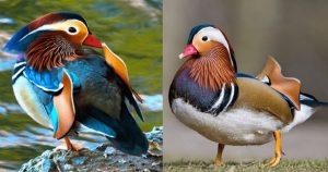 Species in news: Mandarin Duck - Civilsdaily