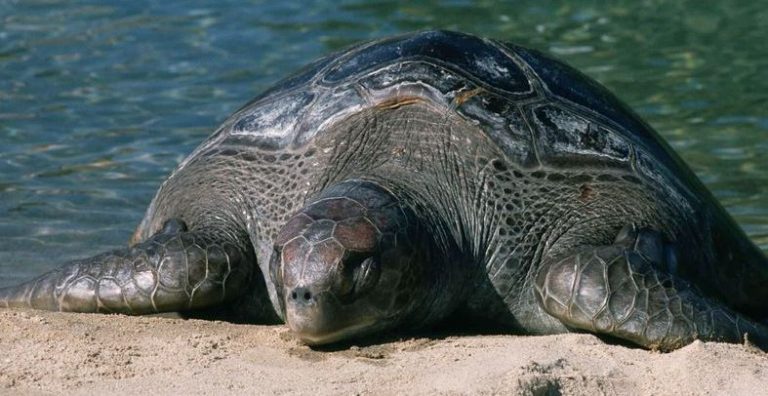 Species in news: Giant Leatherback Turtle - Civilsdaily