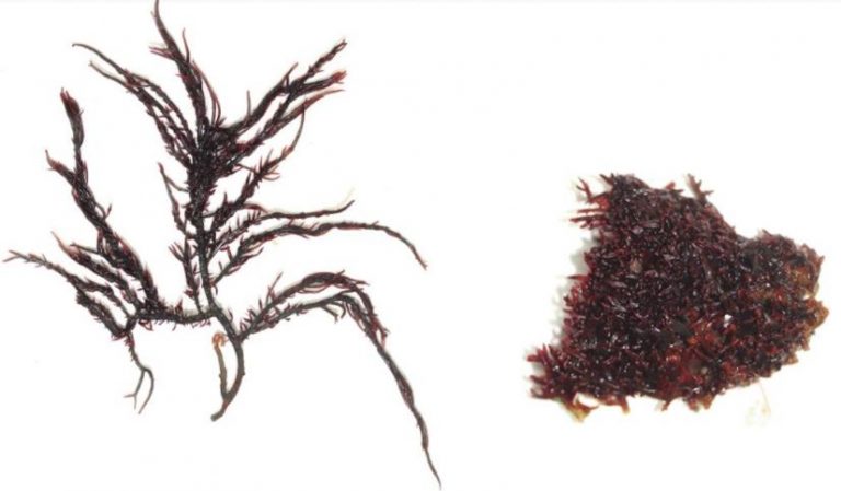 Species in news: Hypnea Indica - Civilsdaily