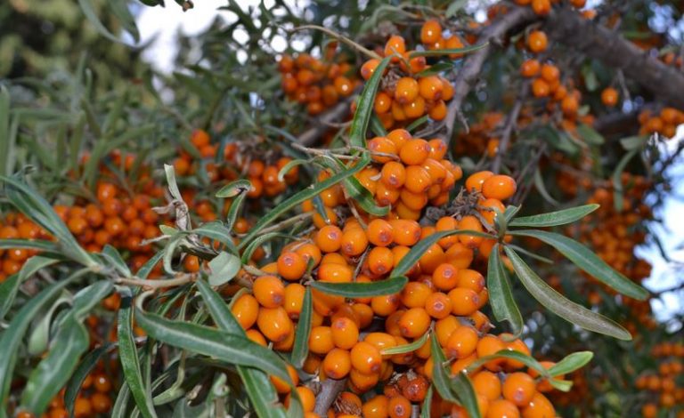 Seabuckthorn plantations in Himachal Pradesh - Civilsdaily