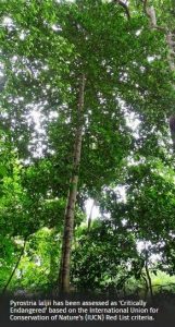 Species in news: Pyrostria Laljii - Civilsdaily