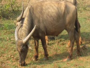 Odisha’s Manda buffalo gets unique, indigenous tag - Civilsdaily