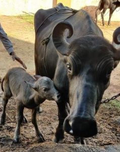 [pib] India’s First Banni Buffalo IVF Calf Born - Civilsdaily