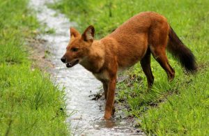 Species in news: Dhole or Asiatic Wild Dog - Civilsdaily