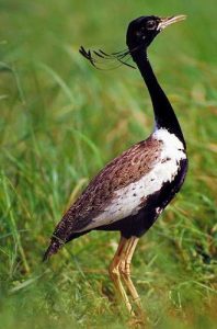 Species in news: Lesser Florican - Civilsdaily