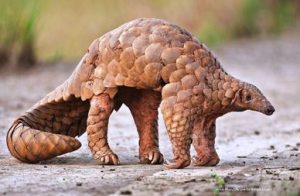 Odisha radio-tags rescued Indian Pangolin - Civilsdaily