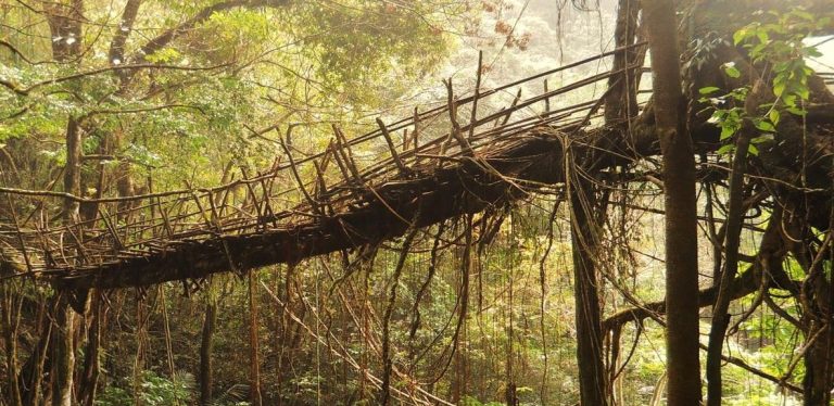 Living Root Bridges of Meghalaya - Civilsdaily