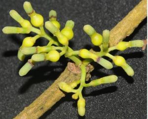 New Species of Plants and Animals Discovered - Civilsdaily