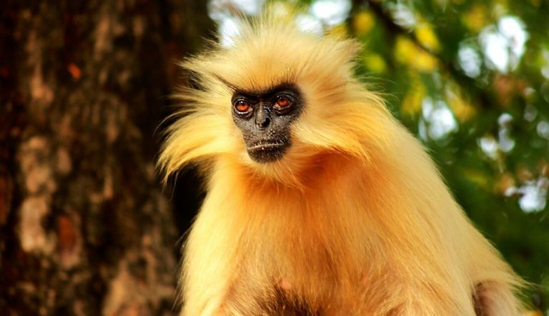 Species in news: Golden Langur - Civilsdaily