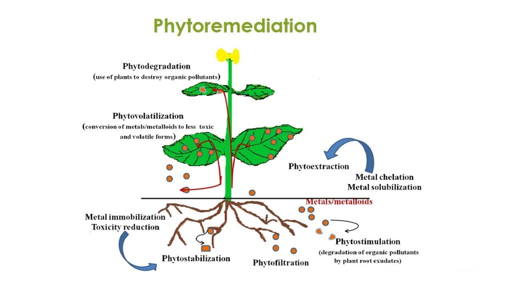 Hyper-accumulator Plants for Soil Detox - Civilsdaily