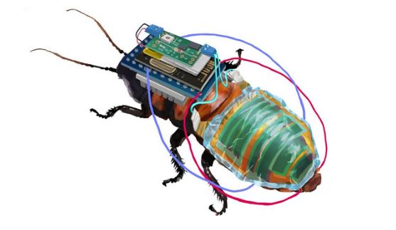 Cyborg Cockroaches to help in urban search-rescue missions