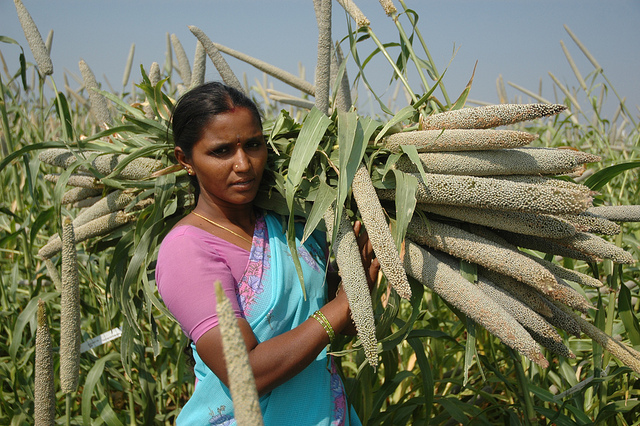 Millet crop is the best solution for climate smart agriculture ...
