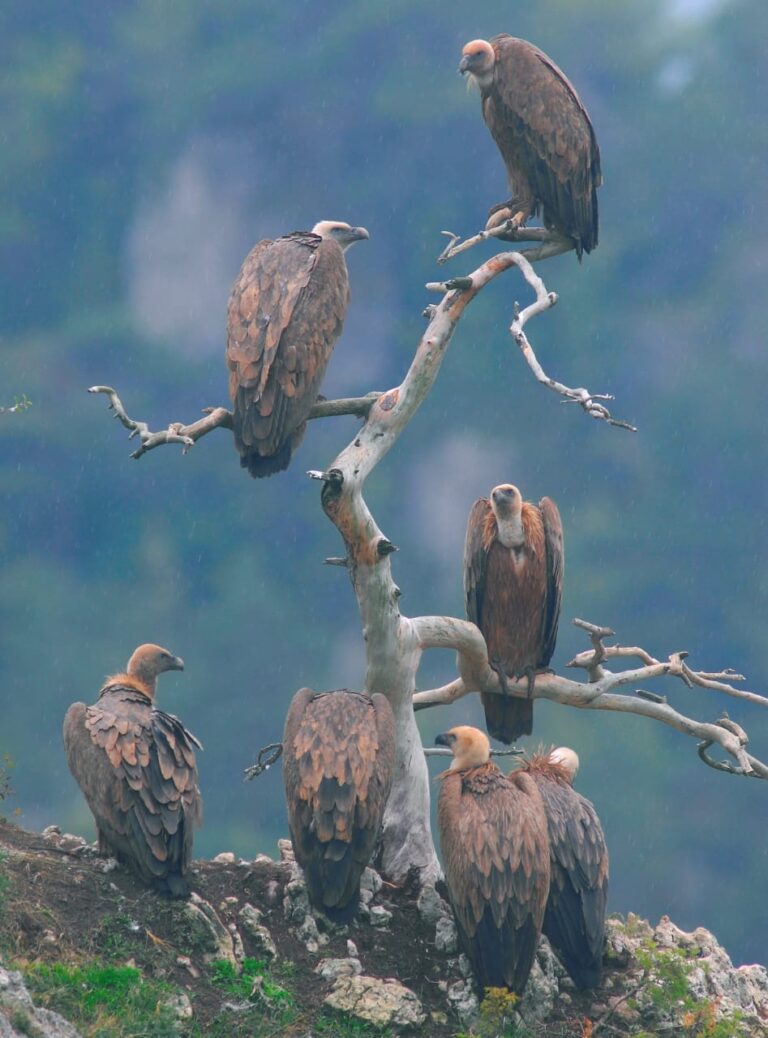 Efforts for Vulture Conservation - Civilsdaily