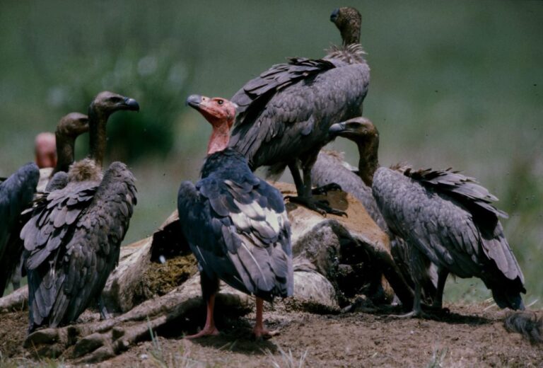 Efforts for Vulture Conservation - Civilsdaily
