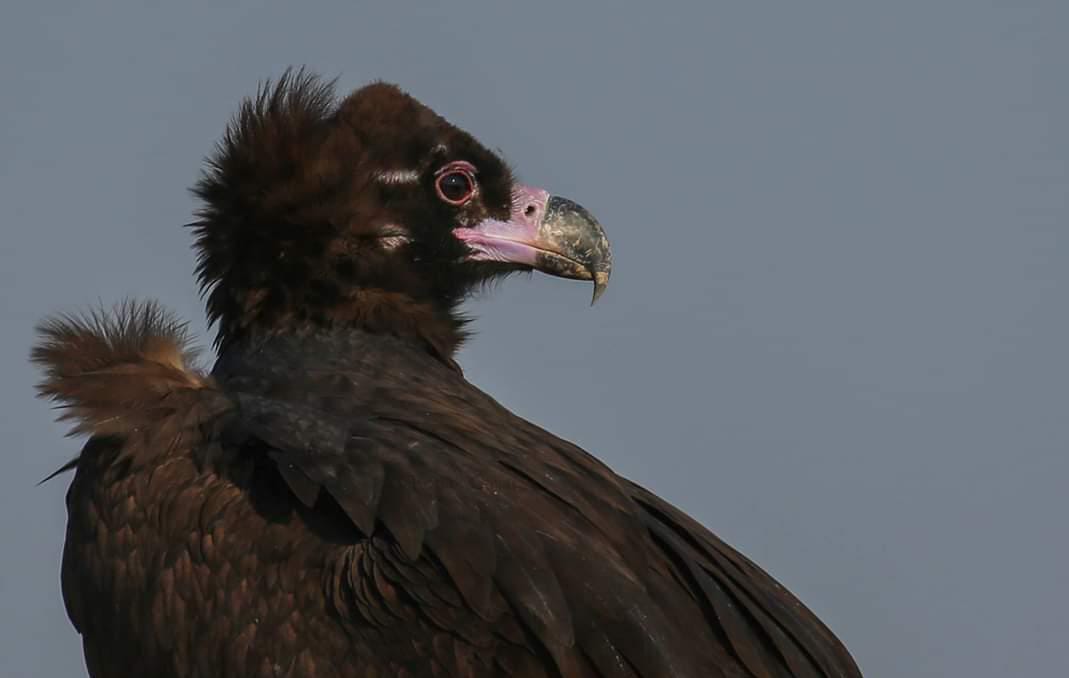 Efforts for Vulture Conservation - Civilsdaily