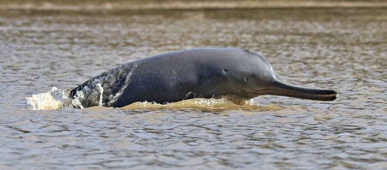 Dolphins return to the Ganga - Civilsdaily