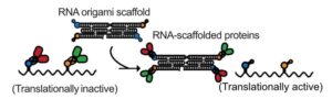 What is RNA Origami? - Civilsdaily