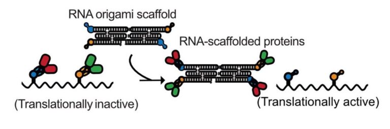 What is RNA Origami? - Civilsdaily