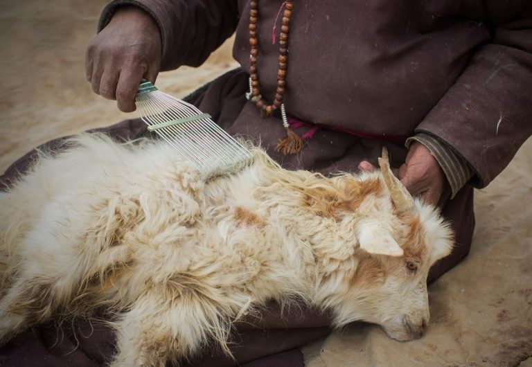 In news: Pashmina Wool - Civilsdaily