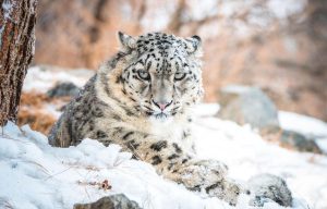Species in news: Snow Leopard - Civilsdaily