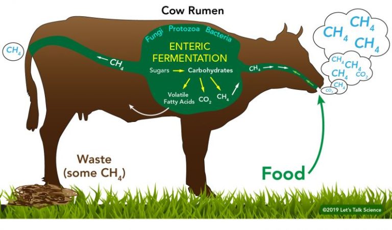 How do ruminants contribute to Methane Pollution? - Civilsdaily
