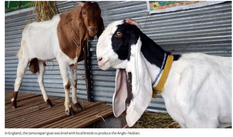 Domestic Goat as a Drug Factory - Civilsdaily