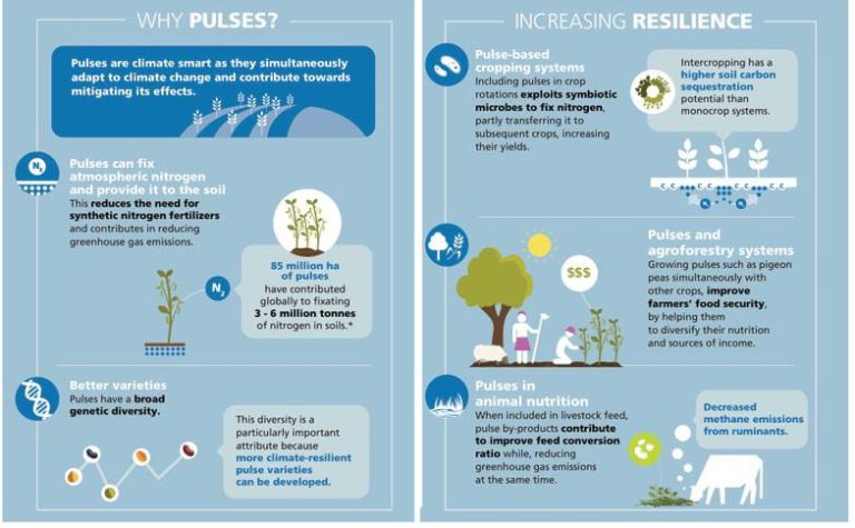 Pulses: The sustainable crops - Civilsdaily