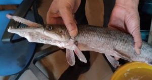 Species in news: Alligator Gar - Civilsdaily