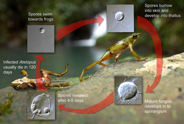 Devastating Frog Disease: Chytridiomycosis - Civilsdaily