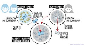 UK sees success in Mitochondrial Replacement Therapy
