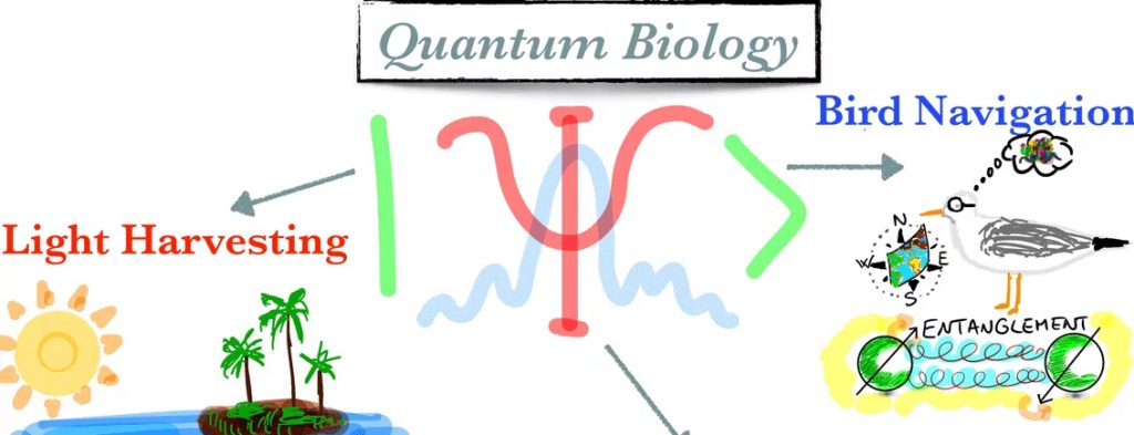 Quantum Biology: Unveiling the Quantum Secrets of Life - Civilsdaily