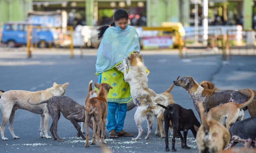 Addressing Street Dog Overpopulation: Embracing Animal Birth Control ...