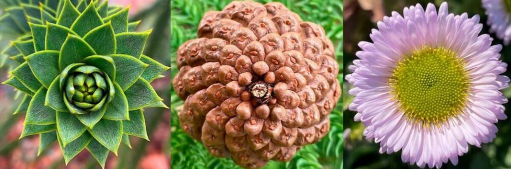 Fibonacci Spirals in Plants and Fossil Discoveries - Civilsdaily