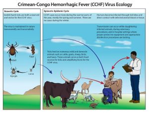 Crimean-Congo Haemorrhagic Fever (CCHF) - Civilsdaily