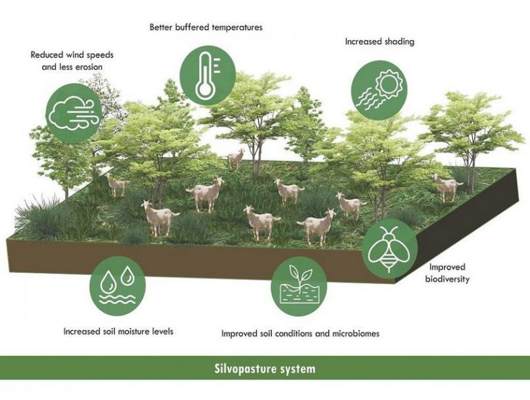 Silvopasture Systems for Local Climate Resilience - Civilsdaily