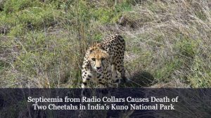Radio collars are killing the cheetahs in Kuno. Here is how — and why ...