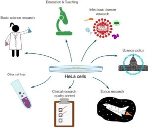 HeLa Cells: Everything you need to know about - Civilsdaily
