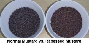 Genetically Modified (GM) crops – cotton, mustards, etc. - Civilsdaily