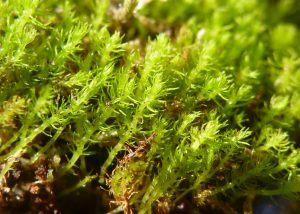 Climate change impacts ancient moss Takakia - Civilsdaily