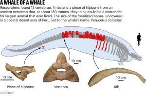Perucetus Colossus Whale: Heaviest Animal that Ever Lived