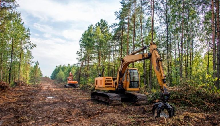 India’s Reforestation Legacy: A 200-Year Experiment