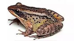 ‘Music Frog’ Species discovered in Arunachal Pradesh - Civilsdaily